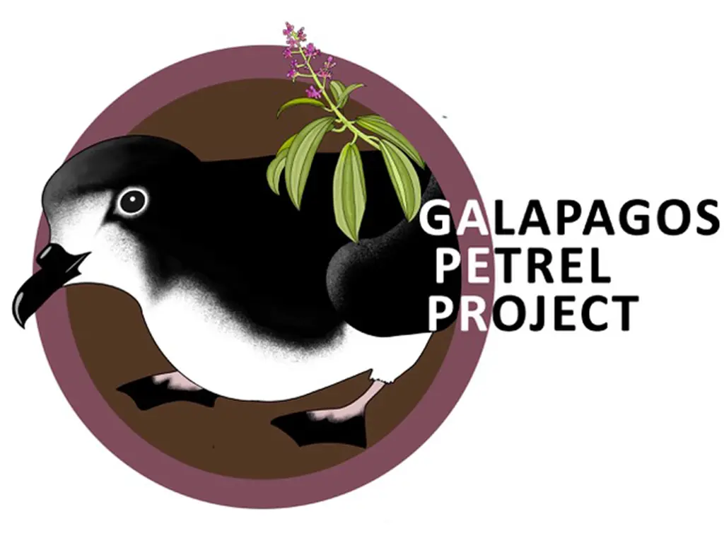 Protecting the Galapagos Petrel: A Conservation Success Story - Galapagos Safari Camp